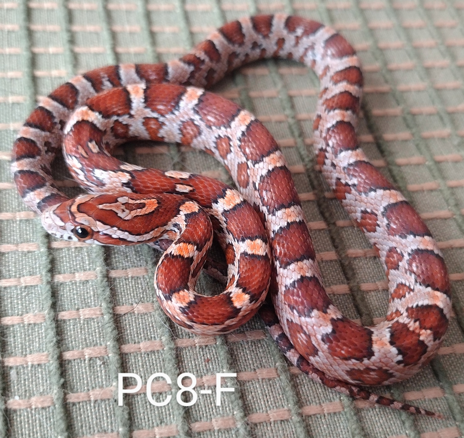 '23 Red Factor Het Motley Corn Snake by Spiderlady Serpents - MorphMarket