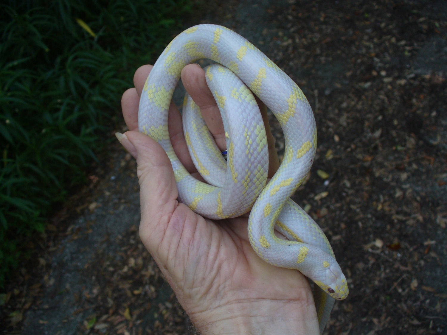 Male Albino #1 California Kingsnake by Inland Sea - MorphMarket