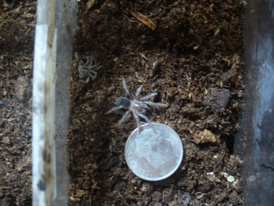 Costa Rican Stripe Knee Tarantula 1/2" Aphonopelma Seemanni by Inland Sea