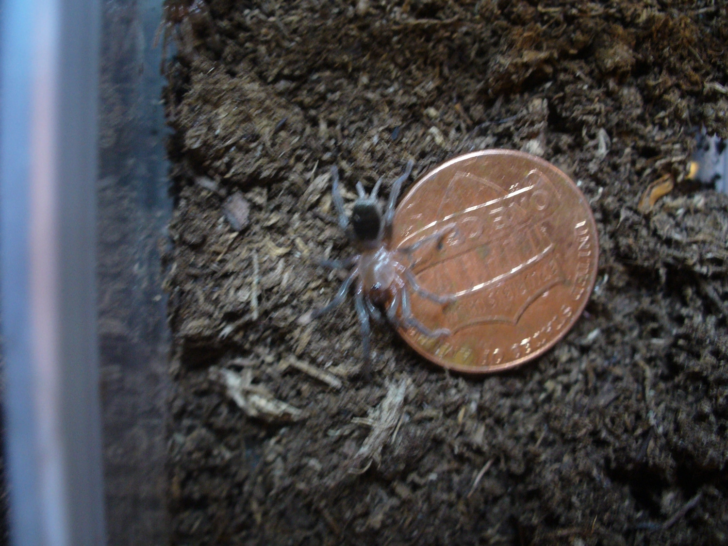 Brazilian Red-head -1/2"-Bumba Cabocla Tarantula by Inland Sea ...