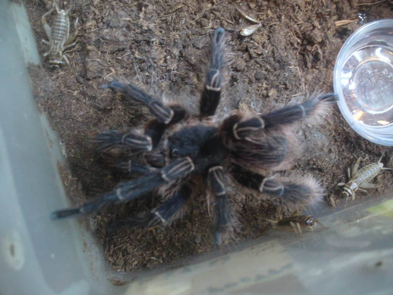Pink Zebra Beauty Mature Male Eupalaestrus Campestratus Tarantula by ...