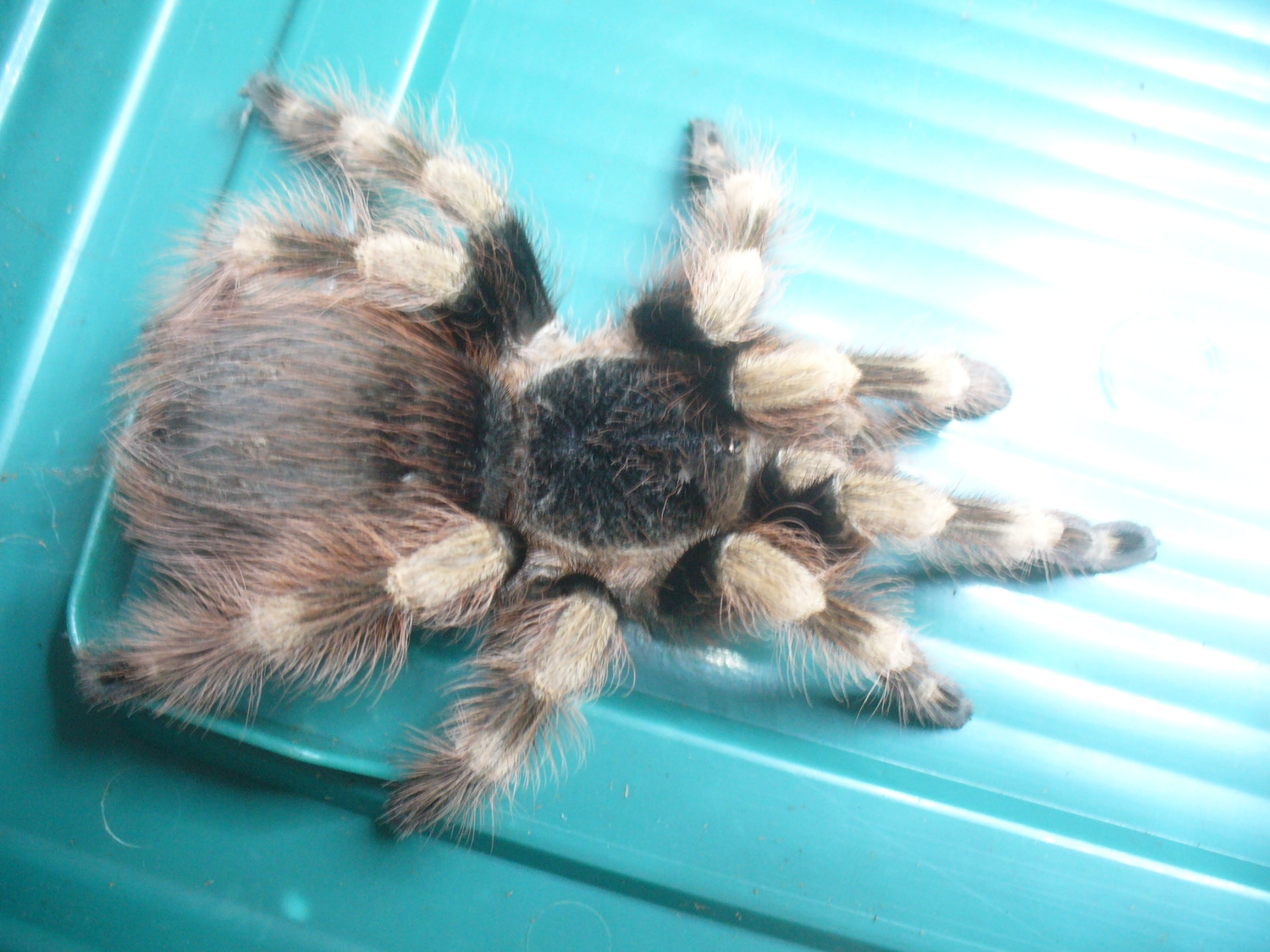 Nhandu Coloratovillosus-Brazilian White Banded Tarantula-female-3"+ by ...