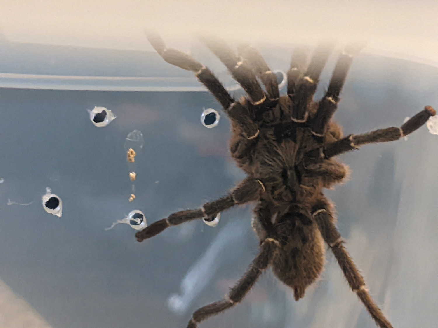 Ceratogyrus Darlingi MM Tarantula by Delluxxarachnids - MorphMarket