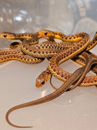 CBB High Red/Erythristic Eastern Garter Snakes (Thamnophis Sirtalis ...