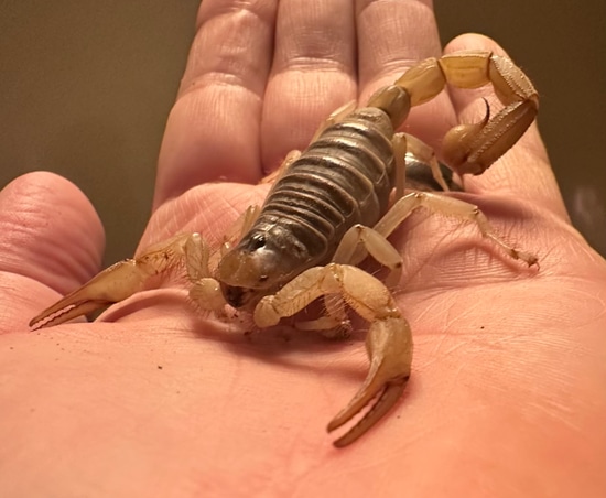 Arizona Giant Hairy Scorpion Hadrurus Arizonensis by Spineless Shop