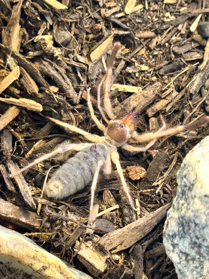 Large Camel Spider Solifugae by Spineless Shop