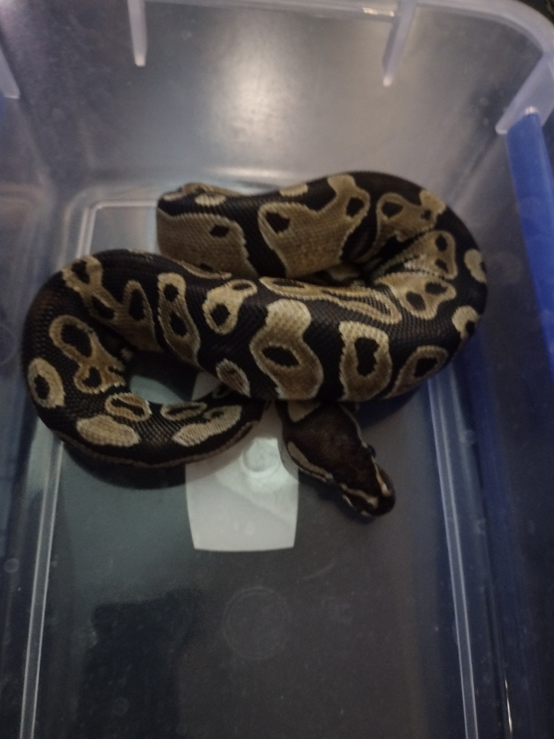 Het Hypo/ghost Ball Python by Incubation creations - MorphMarket