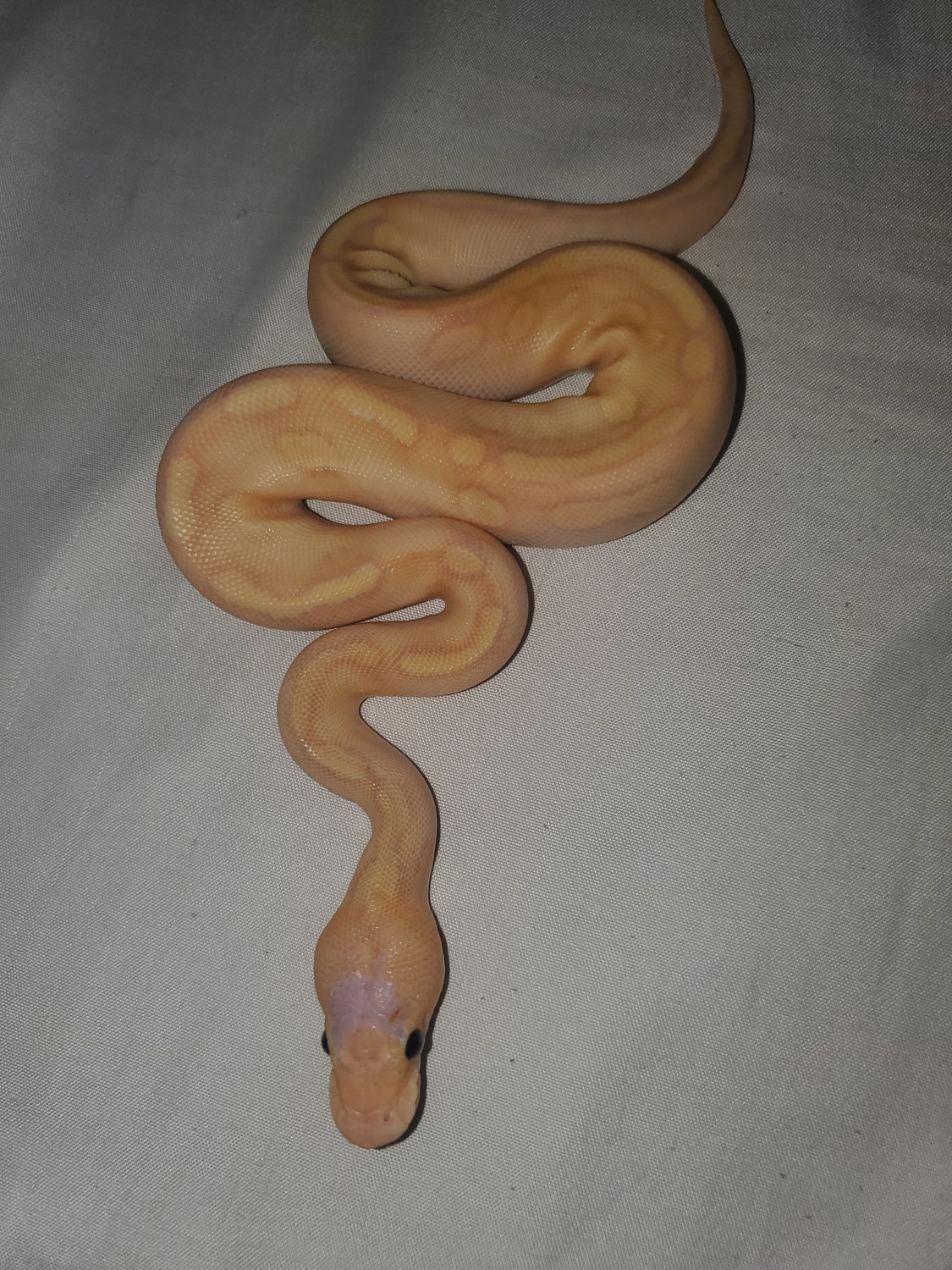 Banana Enchi Champagne 100% Het Clown 50% Het Pied Ball Python by ...