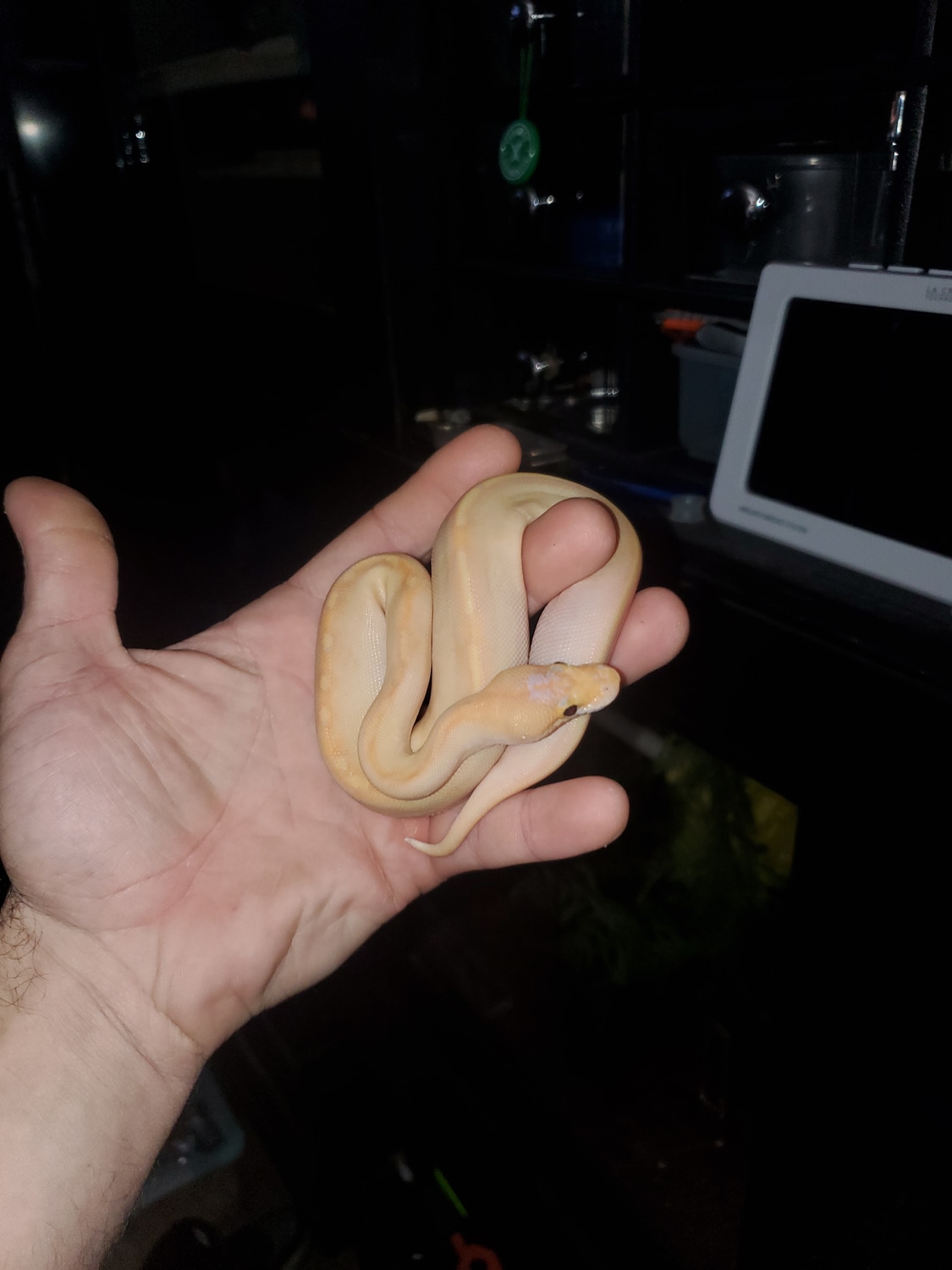 Banana Champagne 100% Het Clown 50% Het Pied Ball Python by Incubation ...