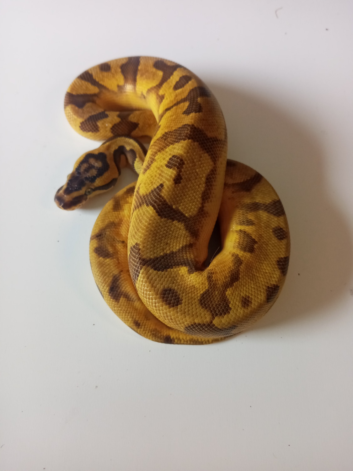 Pastel Super Enchi Pied 66% TH Desert Ghost Clown Lavender Albino Ball ...