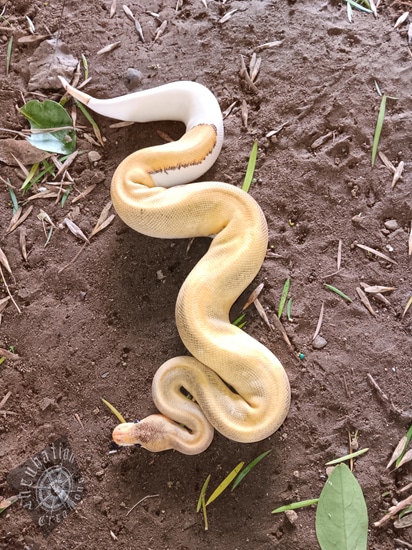 Banana Champagne DH Clown Pied Ball Python by Incubation creations