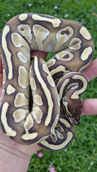 Calico Lesser Ball Python by Shane's Serpents