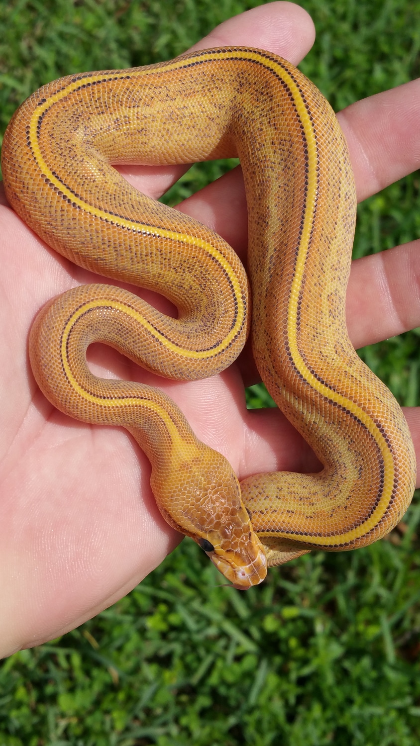 Pinstripe Highway Ball Python by Shane's Serpents - MorphMarket