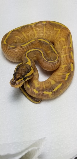 Enchi Highway Ball Python by Shane's Serpents