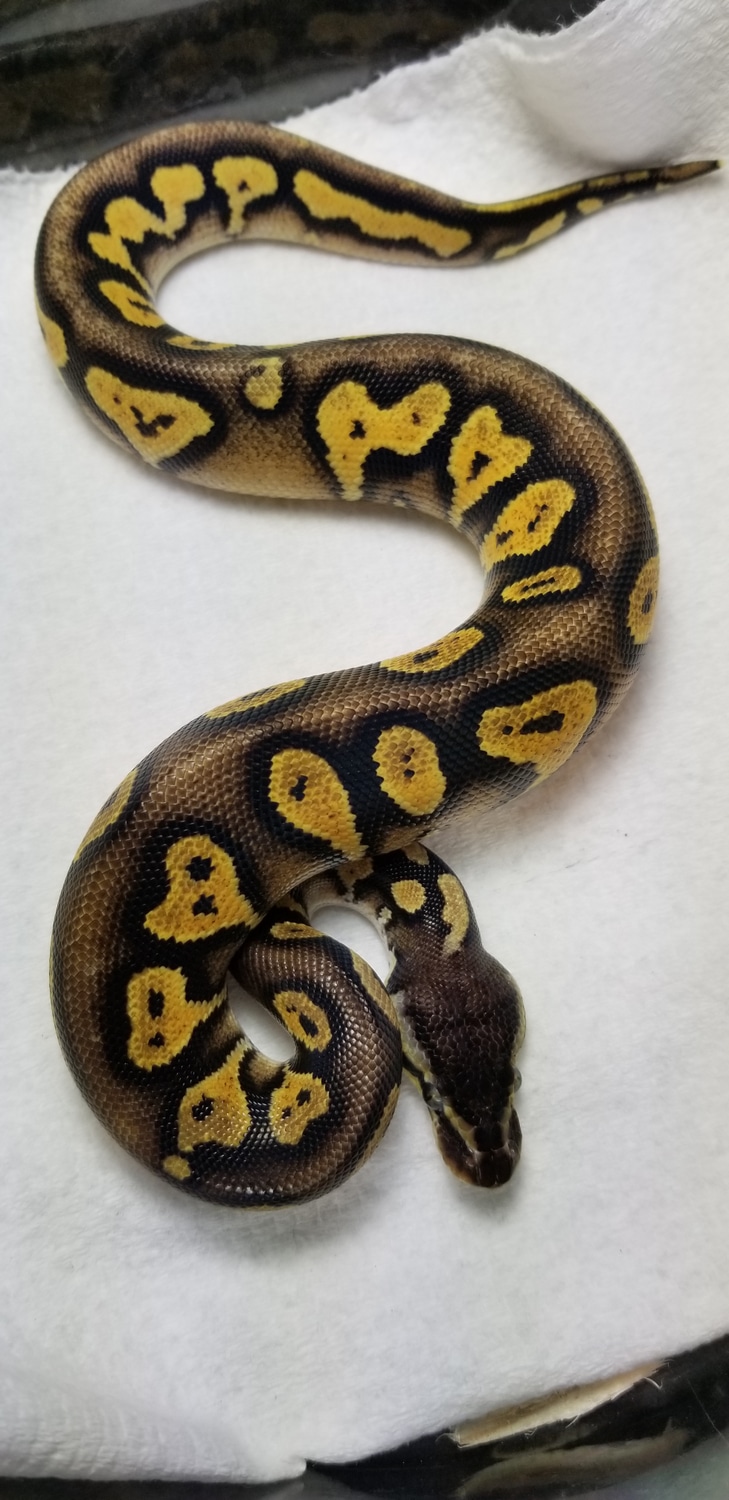 Pastel Black Head Yellow Belly Ball Python by Shane's Serpents ...