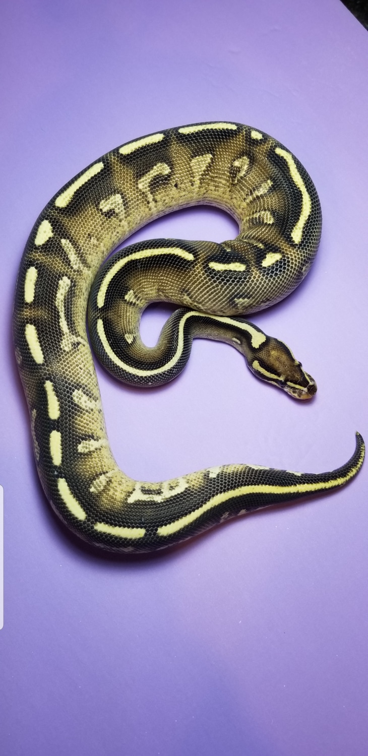 Super Gravel Ball Python by Shane's Serpents - MorphMarket