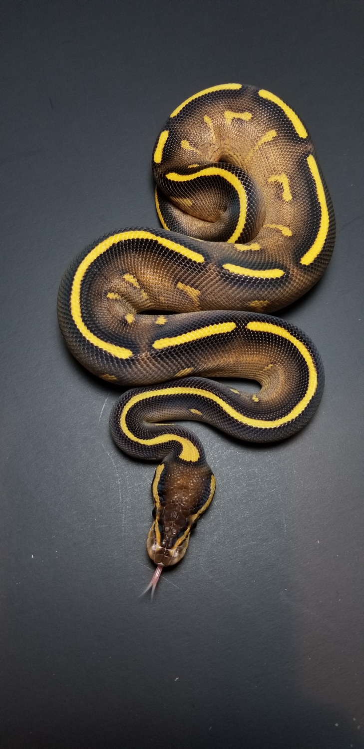 Super Gravel Ball Python by Shane's Serpents - MorphMarket