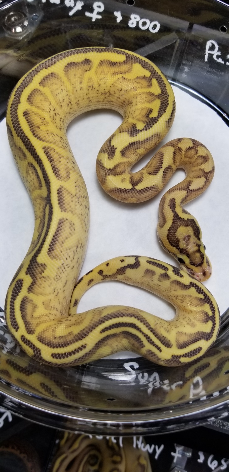 Spider Calico Highway ??????? Ball Python by Shane's Serpents - MorphMarket