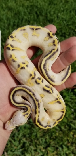 Pastel Highway Ball Python by Shane's Serpents