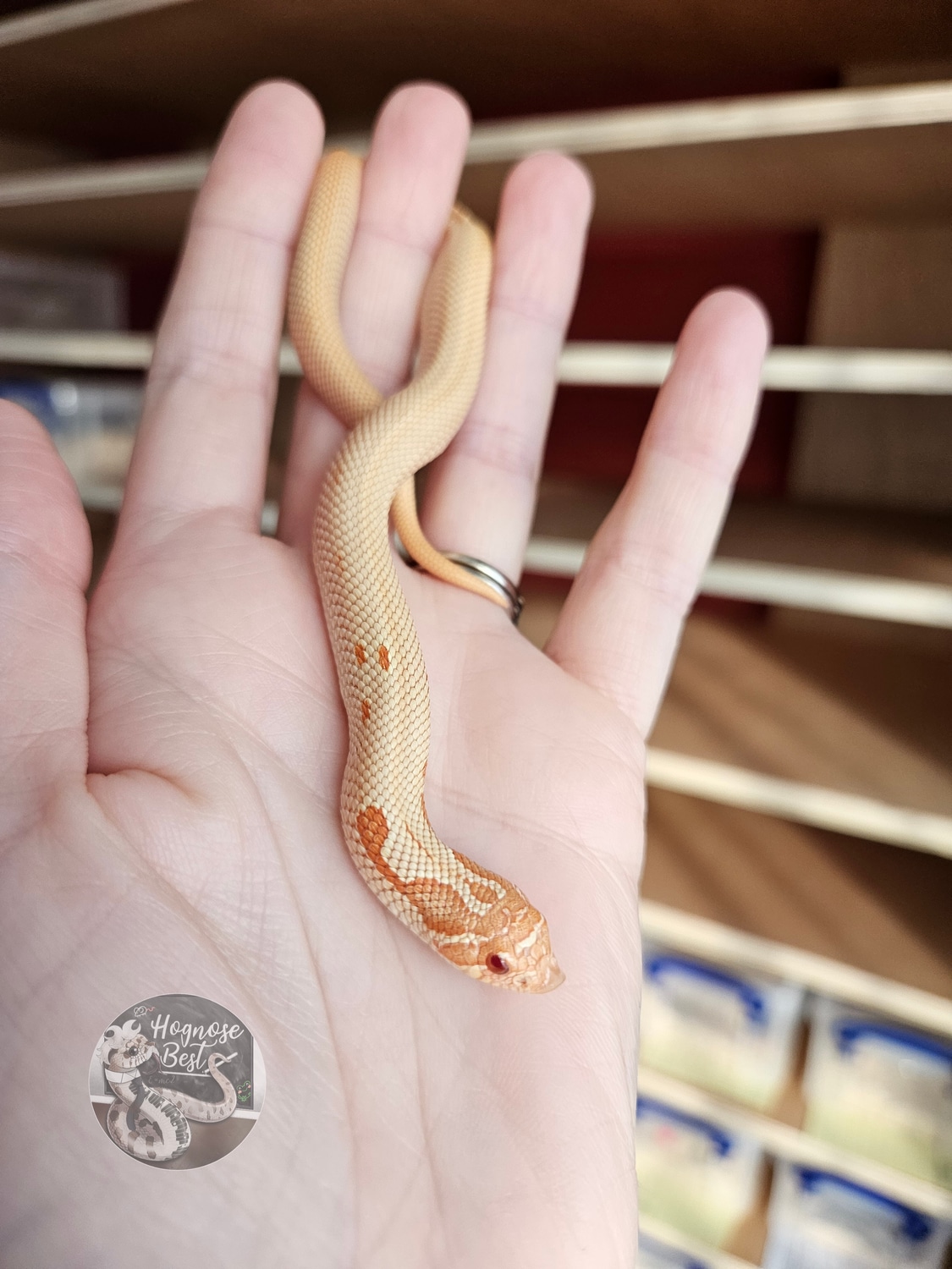 Albino Superconda Het Toffee Belly Western Hognose by Hognose Best - MorphMarket