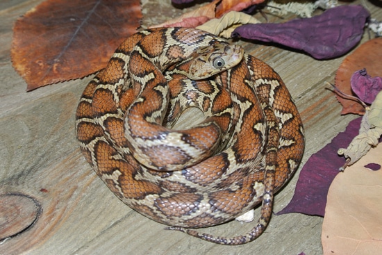 Mexican Night Snake Other Rat Snake by Spitfire Reptiles