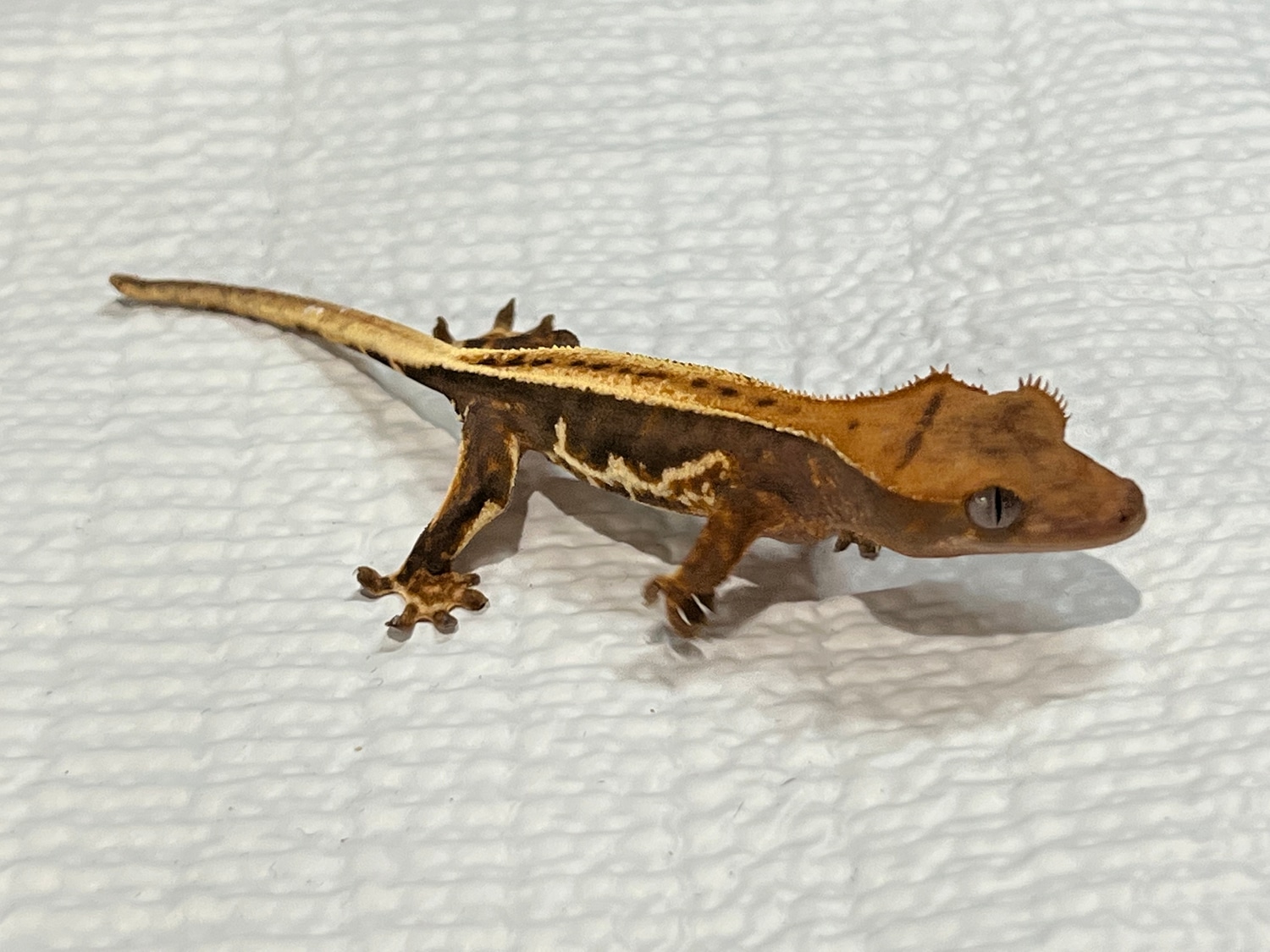 Lilly White Pinstripe Crestie - Unsexed Crested Gecko by FireScale ...