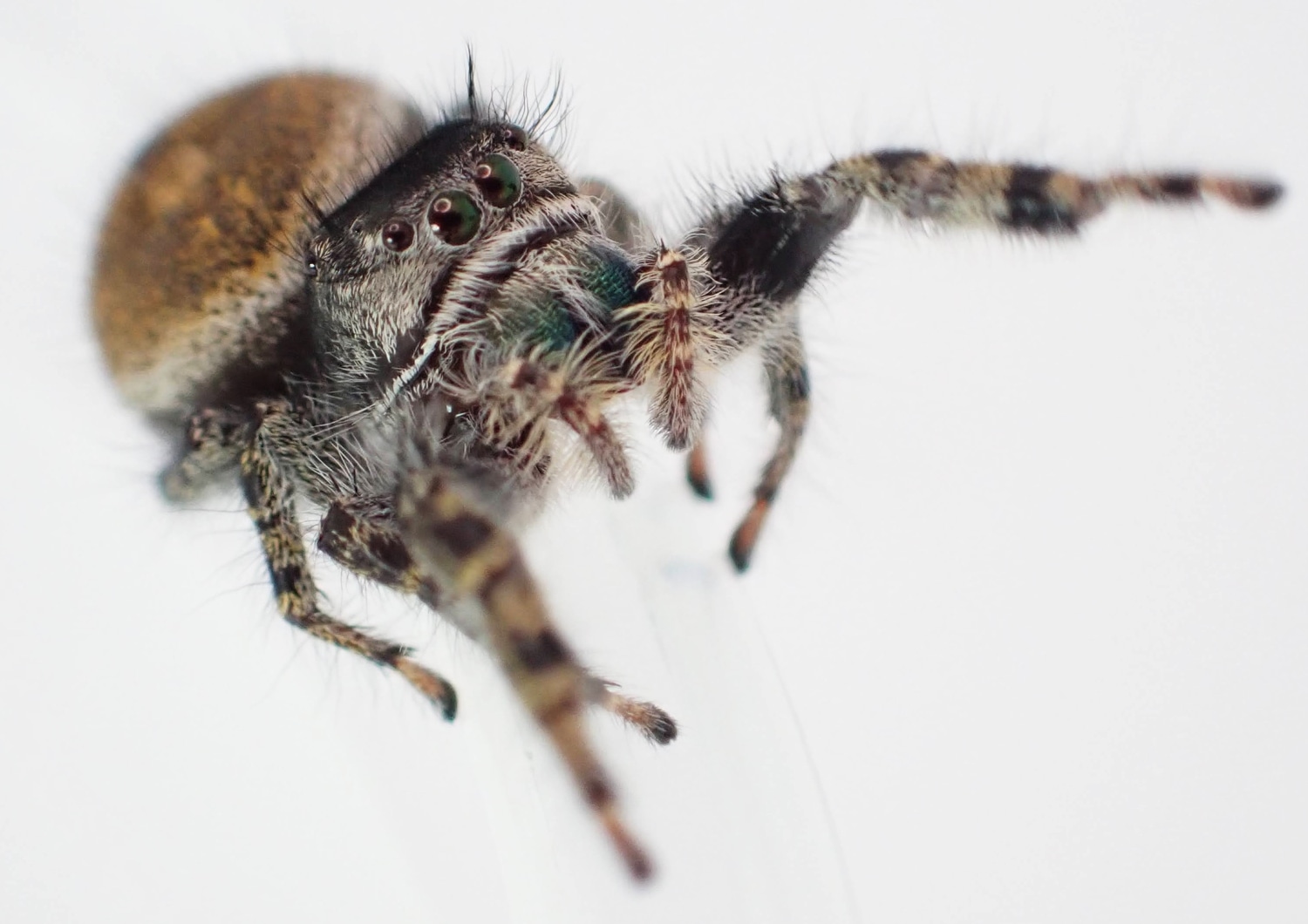 Phidippus Carneus (Female) True Spider by Splendid Spooders - MorphMarket
