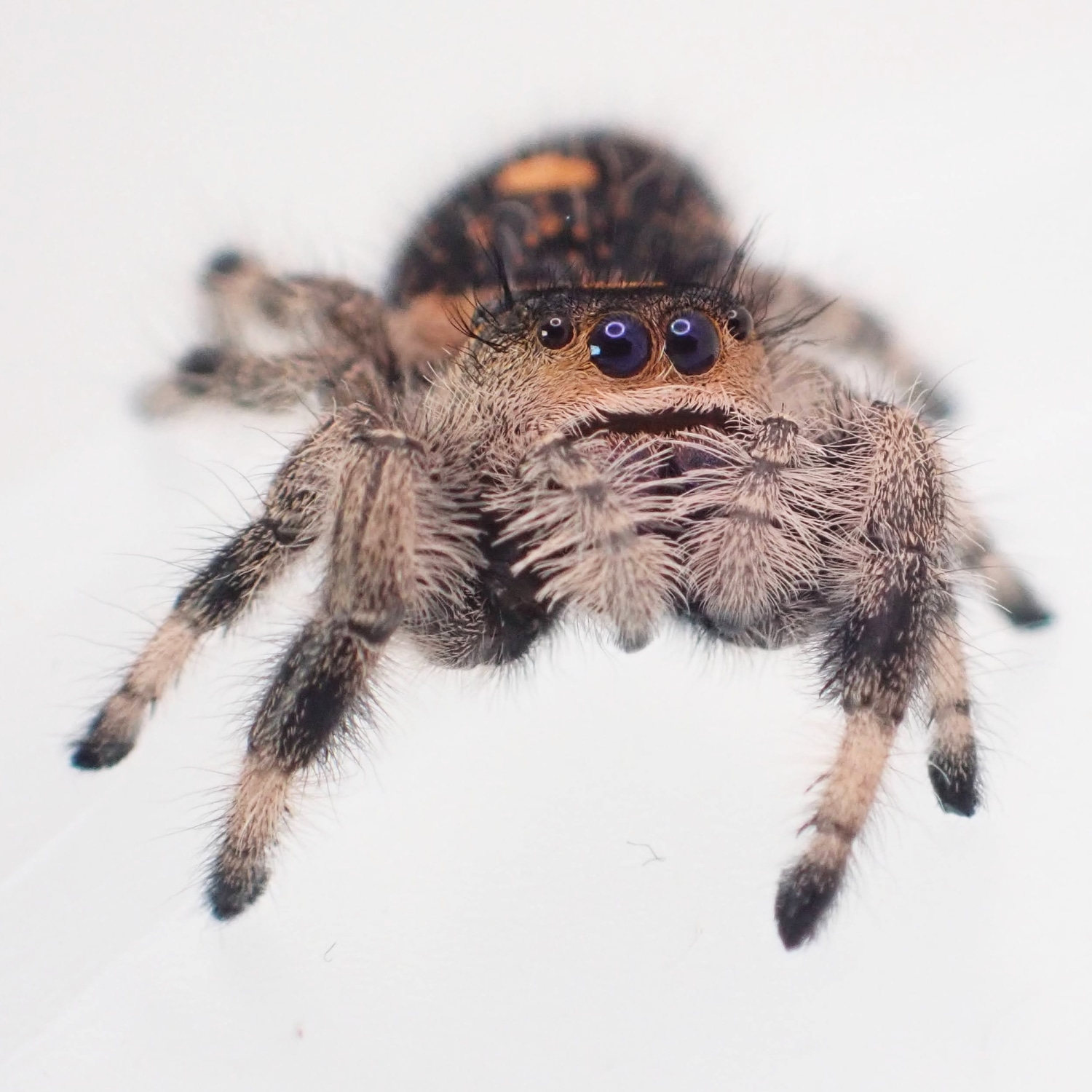 Regal Jumping Spider(Phidippus Regius) ♀ - Apalachicola Variety True ...