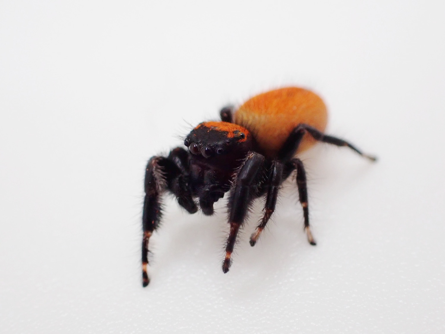Phidippus Pius (Male) True Spider by Splendid Spooders - MorphMarket