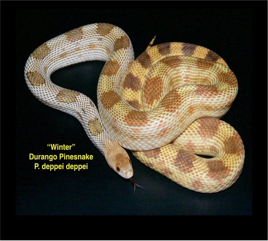 "Winter" Durango Pine Pine Snake by Splendid Serpent