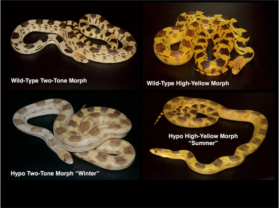 Durango Morphs Pine Snake by Splendid Serpent