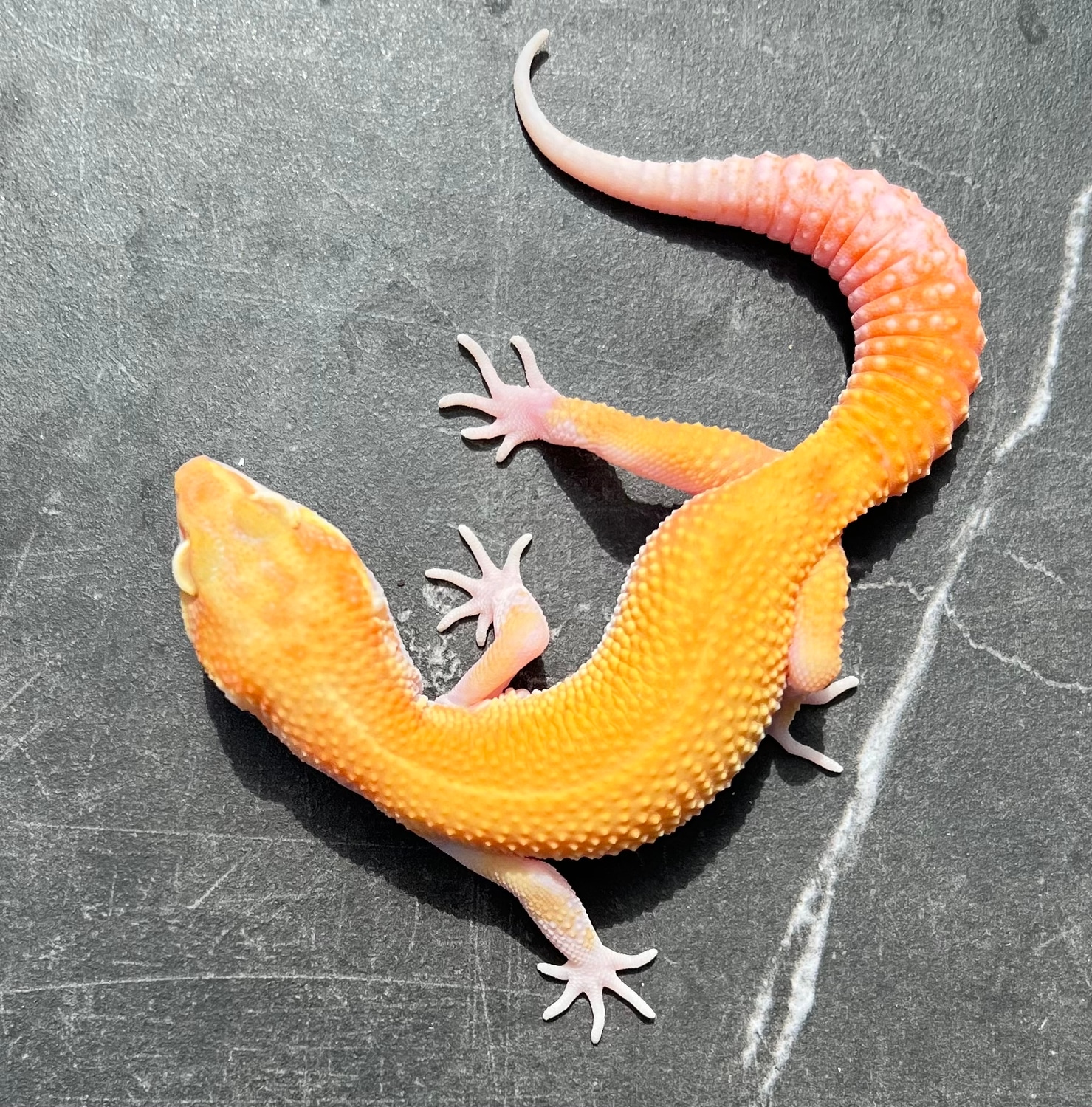 Tangerine Raptor TSM Leopard Gecko by Southwest Geckos, LLC - MorphMarket