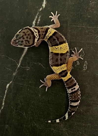 Black Night Small Chance Het Murphy Patternless/Tremper Leopard Gecko ...