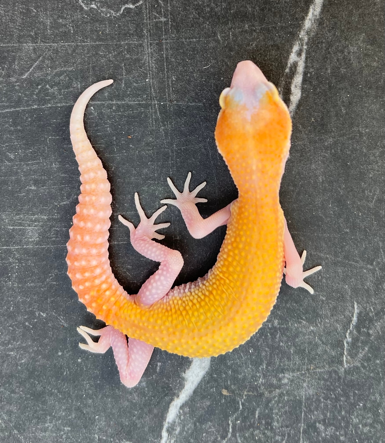 Pied Tangerine Raptor Leopard Gecko by Southwest Geckos, LLC - MorphMarket