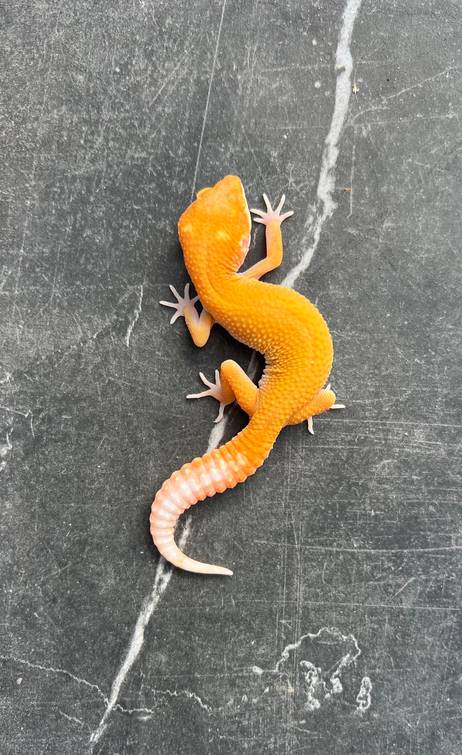 Tangerine Sunglow Ph Eclipse TSF Leopard Gecko by Southwest Geckos, LLC - MorphMarket
