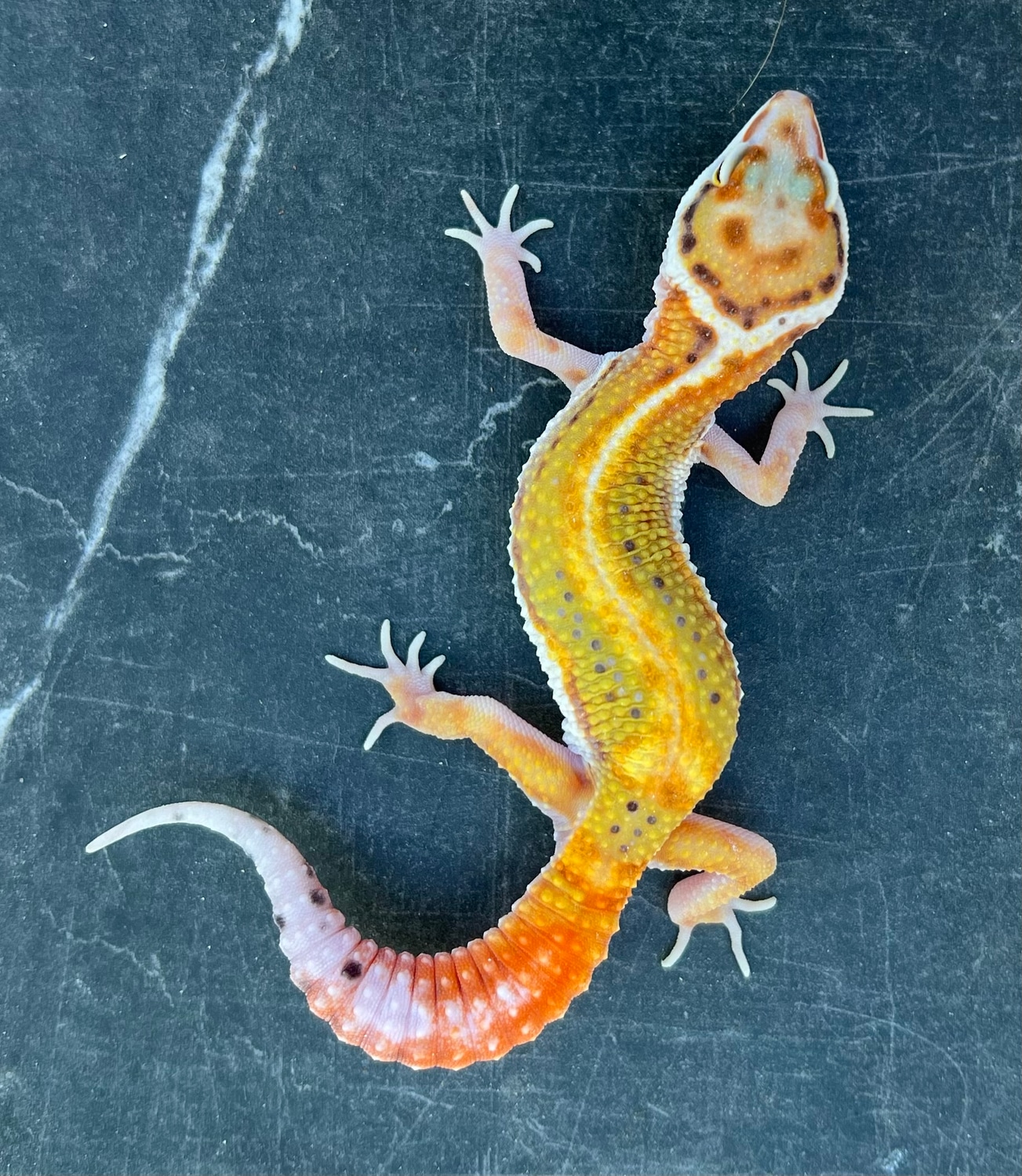 Emerine Ph Tremper/eclipse TSF Leopard Gecko by Southwest Geckos, LLC ...