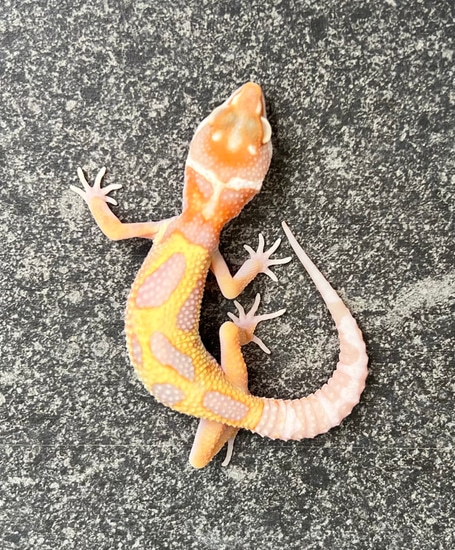 High Contrast Tremper Ph Eclipse Probable W/Y Leopard Gecko by ...