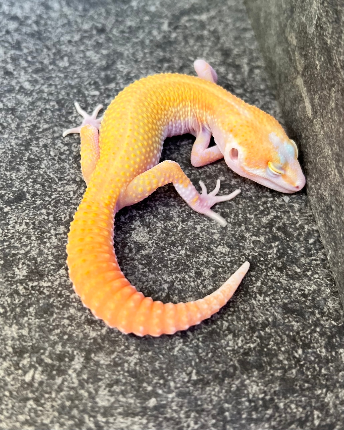 Tangerine Raptor TSF Leopard Gecko by Southwest Geckos, LLC - MorphMarket