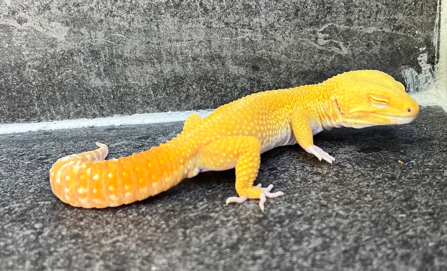 Sunglow Het Eclipse Male Leopard Gecko by Southwest Geckos, LLC ...