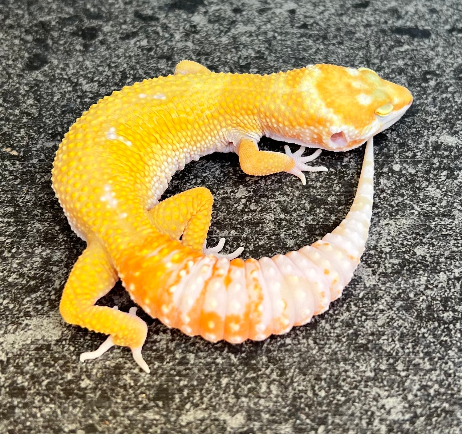 Tangerine Tremper Ph Eclipse TSF Leopard Gecko by Southwest Geckos, LLC ...