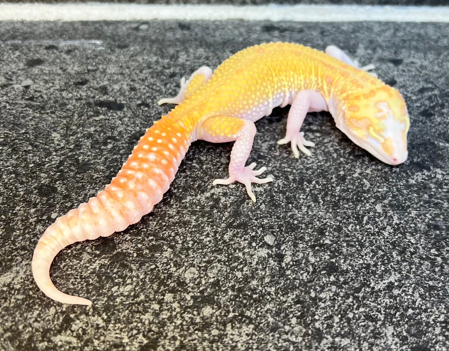 Pied Face Raptor TSF Leopard Gecko by Southwest Geckos, LLC - MorphMarket
