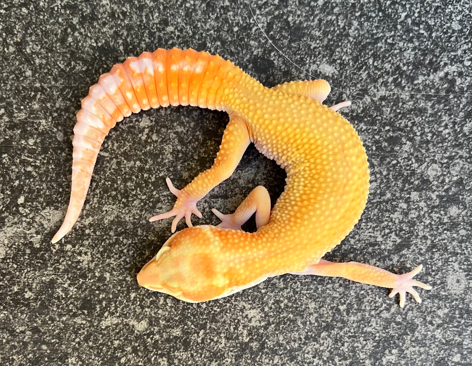 Sunglow Ph Eclipse TSF Leopard Gecko by Southwest Geckos, LLC - MorphMarket