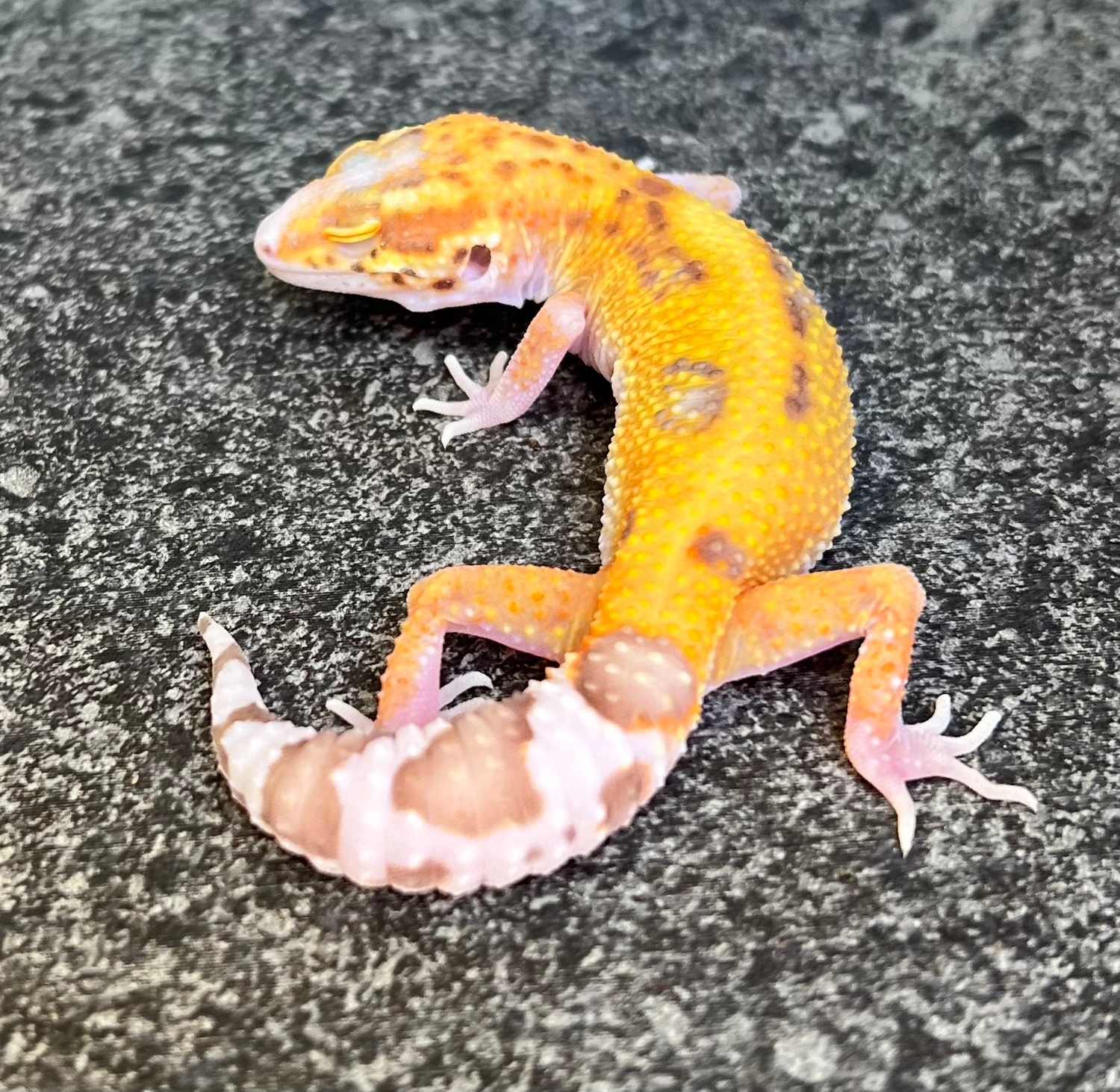 Sunfire Radar TSF Leopard Gecko by Southwest Geckos, LLC - MorphMarket