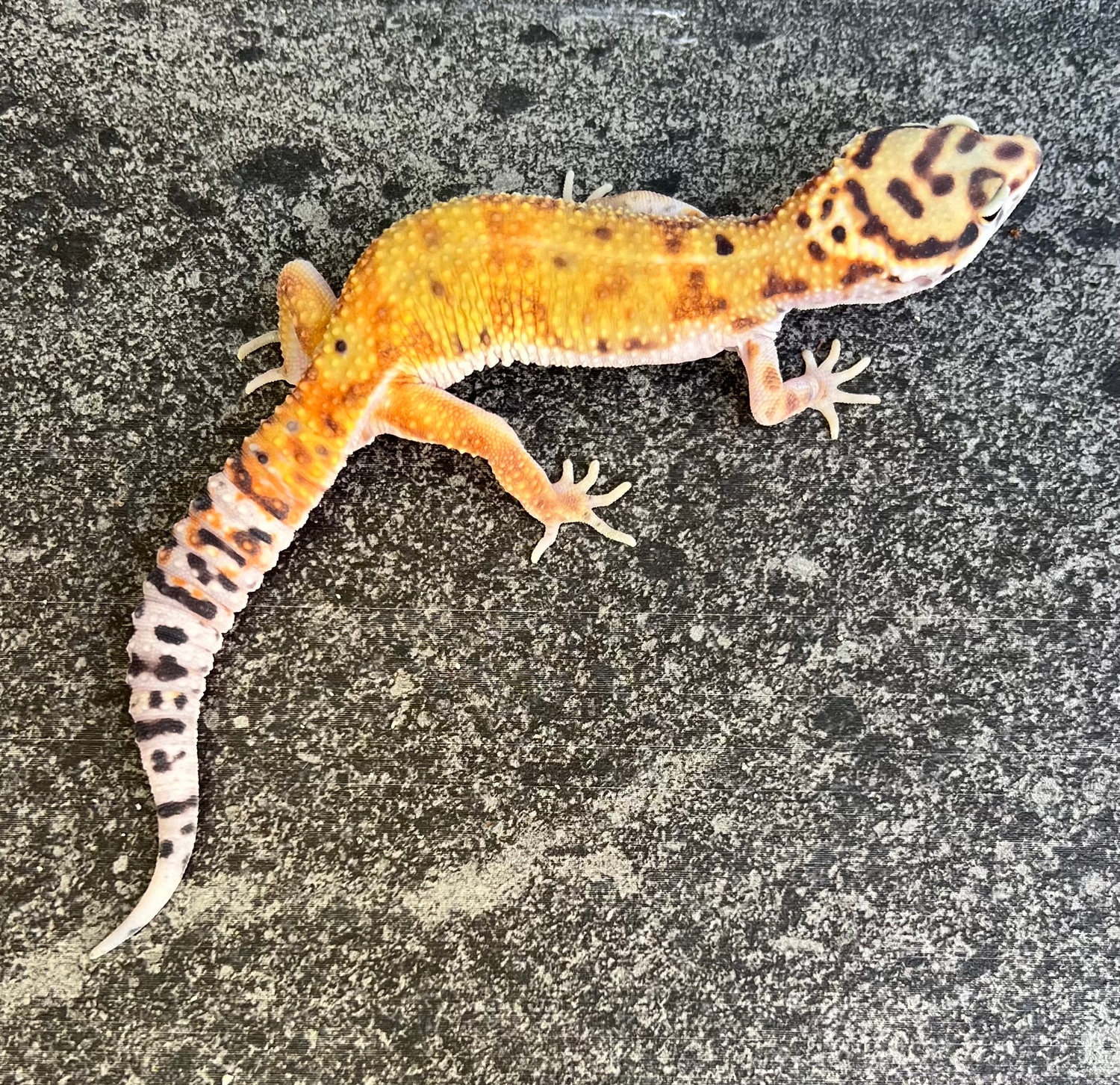 Blood Emerine Het Tremper Ph Eclipse Leopard Gecko by Southwest Geckos ...
