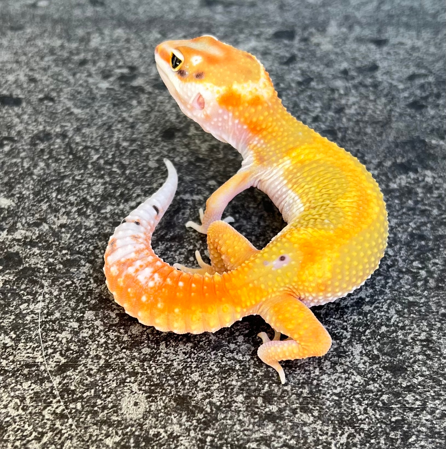 Emerine Ph Raptor TSF Leopard Gecko by Southwest Geckos, LLC - MorphMarket