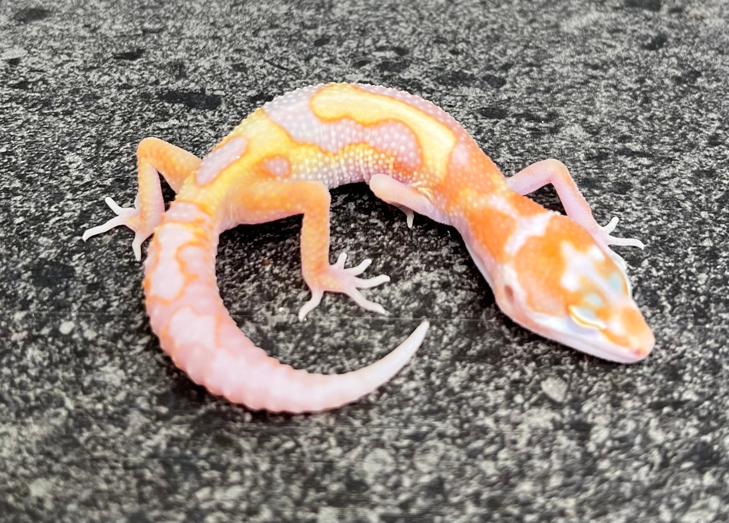 W/Y Tremper Ph Eclipse TSF Leopard Gecko by Southwest Geckos, LLC ...