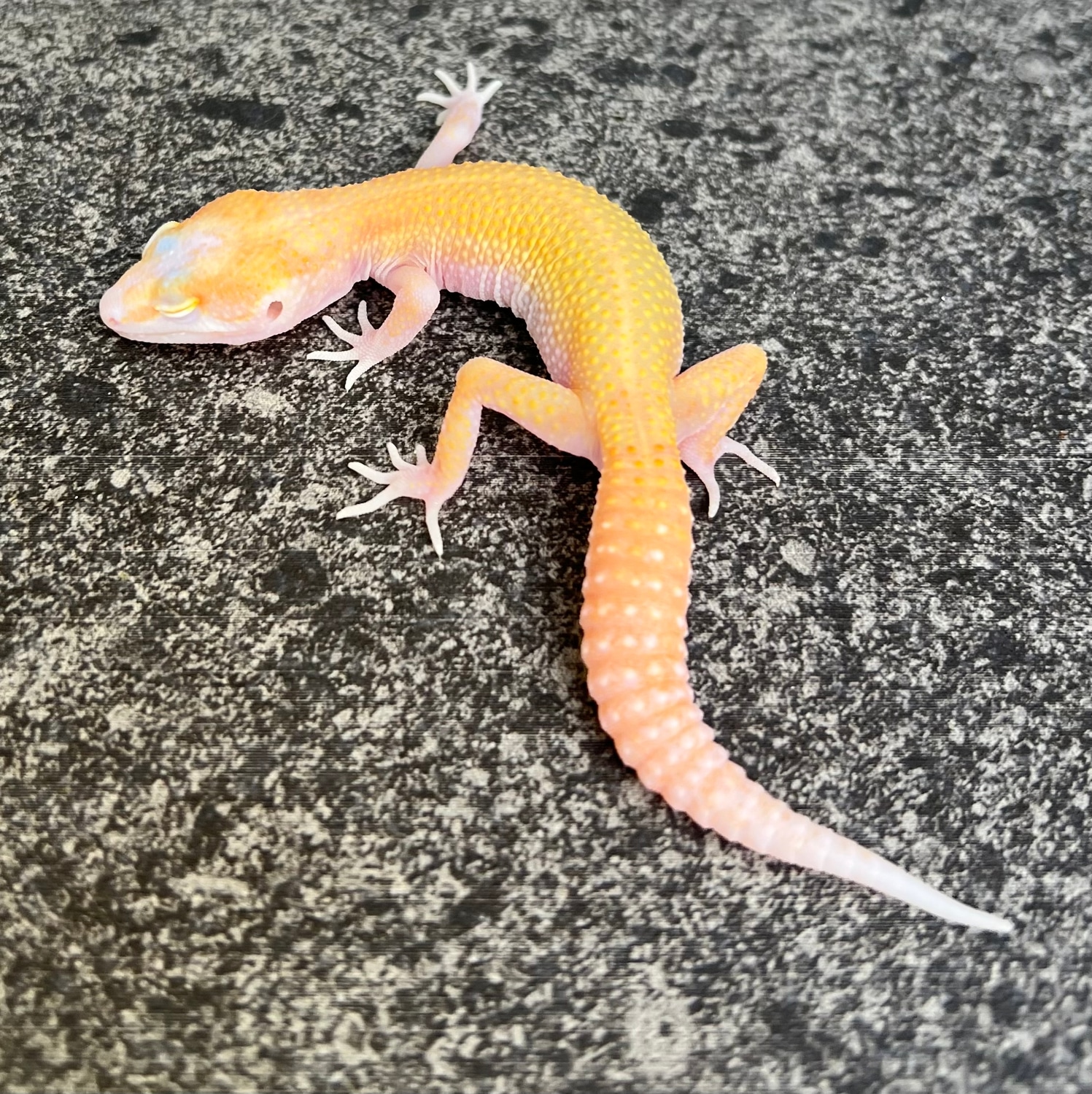 Raptor TSF Leopard Gecko by Southwest Geckos, LLC - MorphMarket
