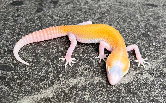 Pied Raptor TSF Leopard Gecko by Southwest Geckos
