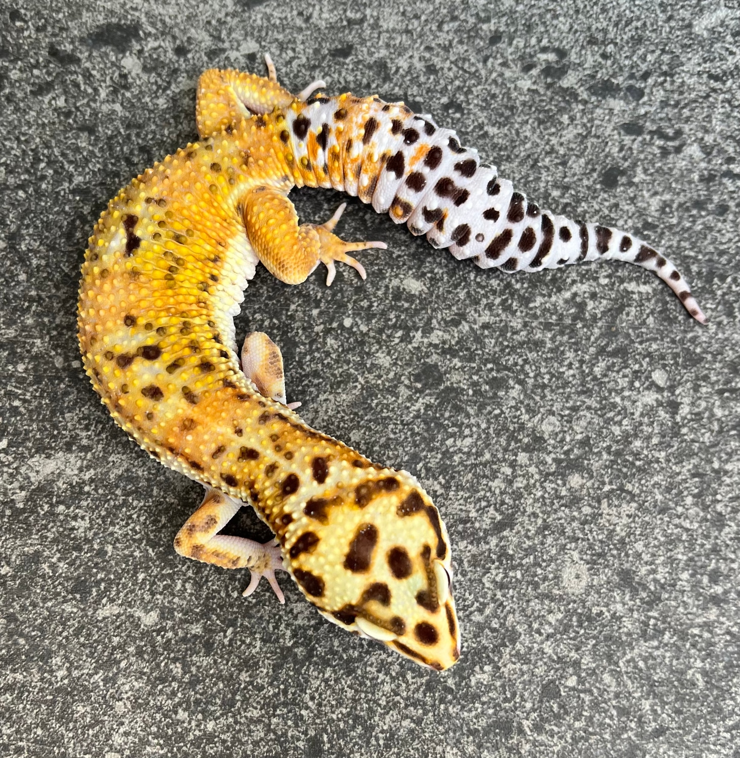 Emerine Ph Tremper/Eclipse Leopard Gecko by Southwest Geckos, LLC ...