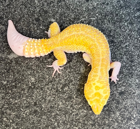 RAPTOR Proven Female Leopard Gecko by Southwest Geckos